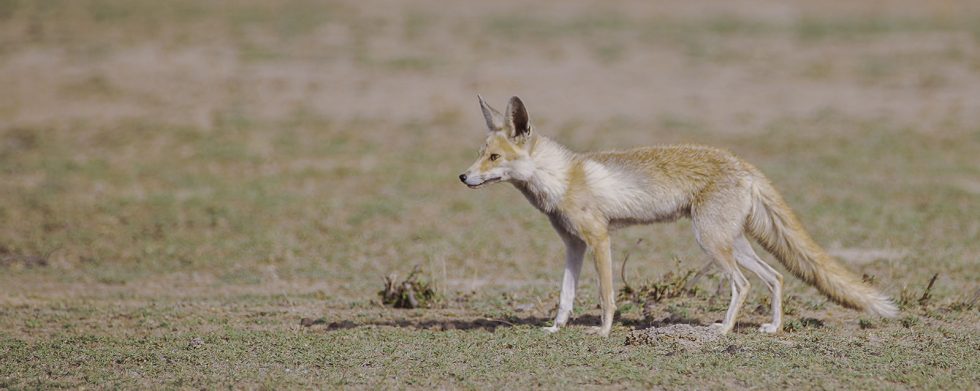 The Indian Fox: A Desert Survivor | Trailing Wild